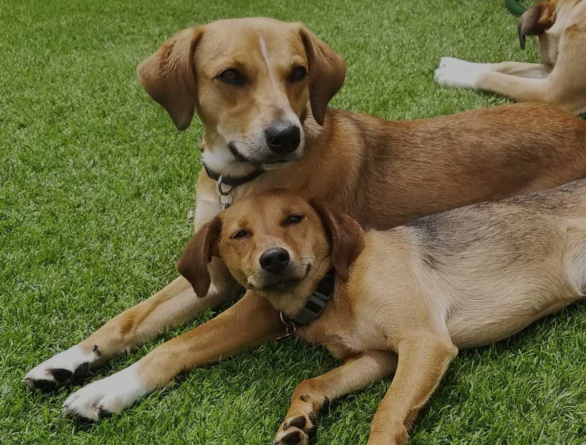 Doggy Daycare & Boarding Minneapolis